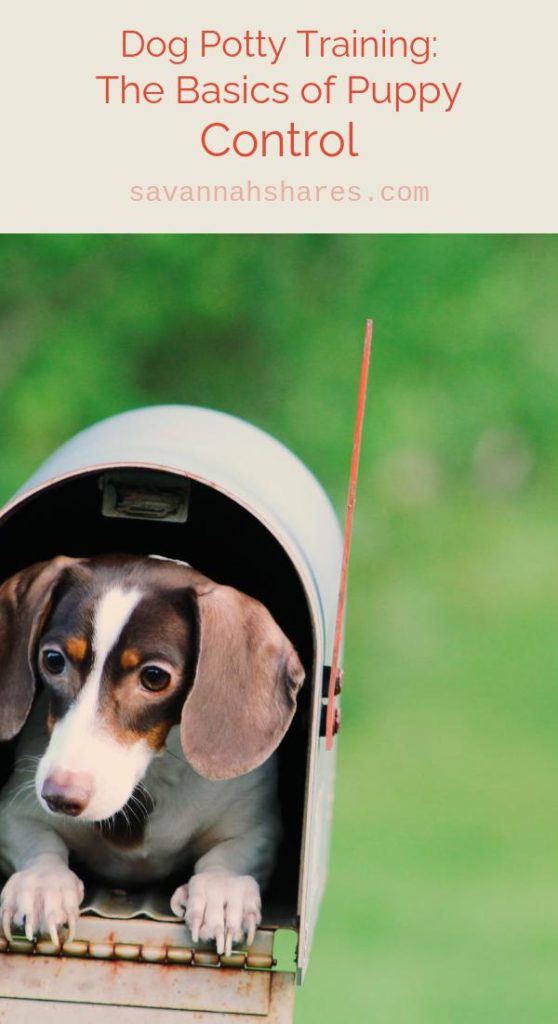 Dog Potty Training: The Basics of Puppy Control - Savannah Shares